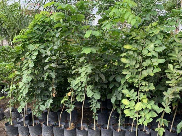10+ Loại cây bóng mát đẹp giúp cảnh quan thêm sinh động