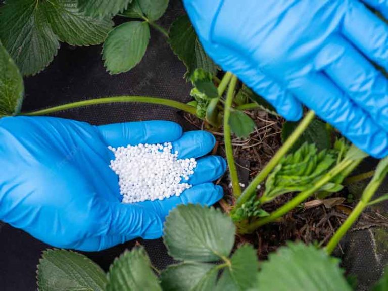 Phân đạm là gì? Tác dụng của phân đạm đối với cây trồng