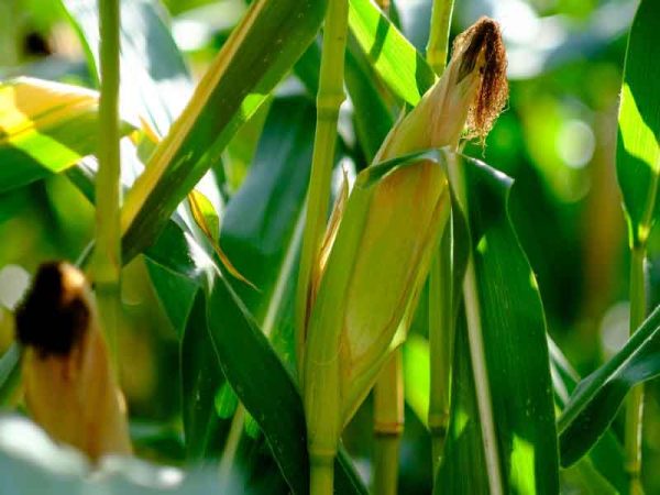 Phân đạm là gì? Tác dụng của phân đạm đối với cây trồng