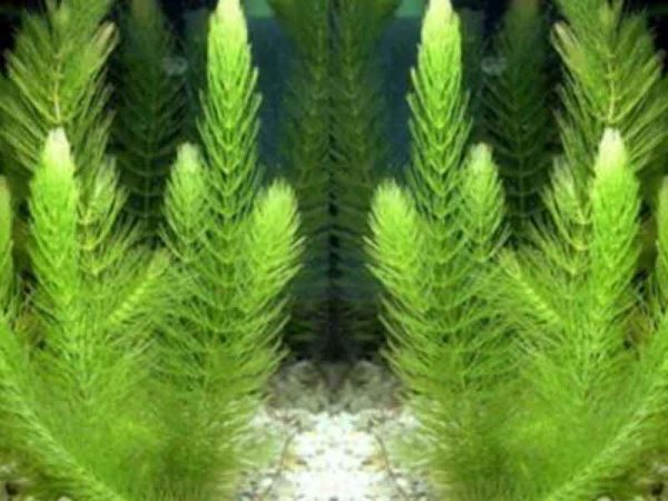 15+ Cây thuỷ sinh đẹp dễ trồng không cần tốn công chăm sóc