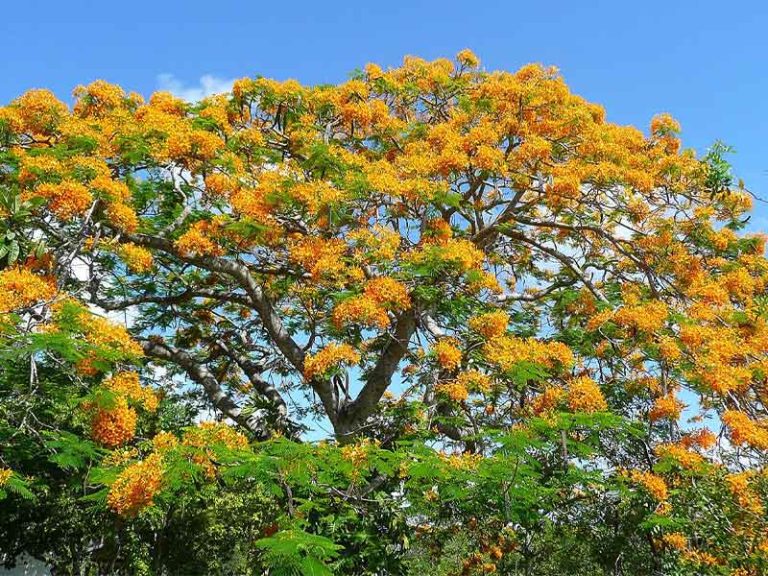 10+ Loại cây bóng mát đẹp giúp cảnh quan thêm sinh động