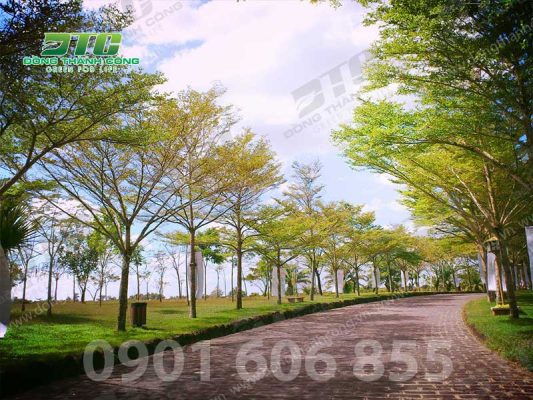 10+ Cây bóng mát ít rụng lá đang được ưa chuộng nhất