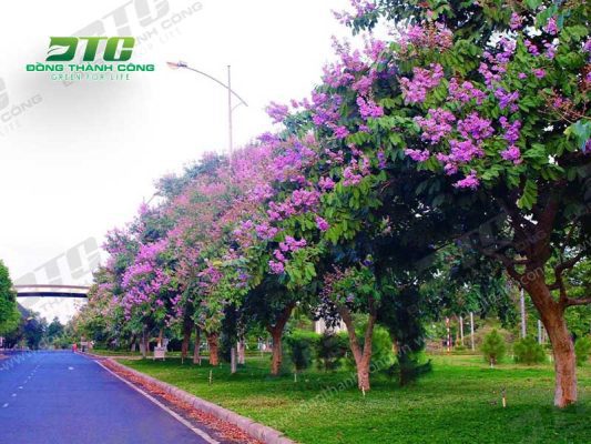 10+ Loại cây bóng mát đẹp giúp cảnh quan thêm sinh động