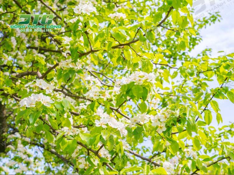 10+ Loại cây bóng mát đẹp giúp cảnh quan thêm sinh động