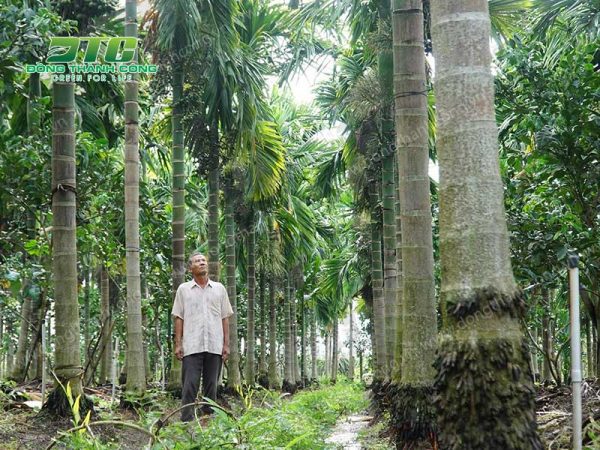 10+ Loại cây bóng mát đẹp giúp cảnh quan thêm sinh động
