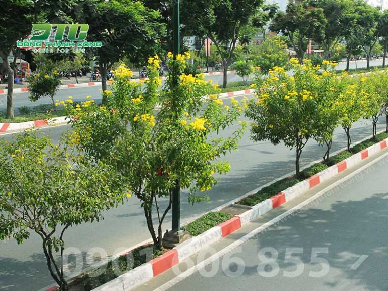 10+ Cây bóng mát ít rụng lá đang được ưa chuộng nhất