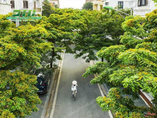 10+ Loại cây bóng mát đẹp giúp cảnh quan thêm sinh động