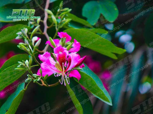 10+ Loại cây bóng mát đẹp giúp cảnh quan thêm sinh động