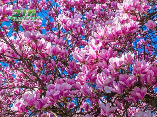 10+ Loại cây bóng mát đẹp giúp cảnh quan thêm sinh động