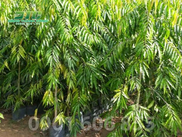 10+ Cây bóng mát ít rụng lá đang được ưa chuộng nhất