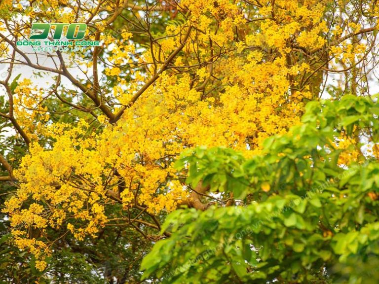 10+ Loại cây bóng mát đẹp giúp cảnh quan thêm sinh động