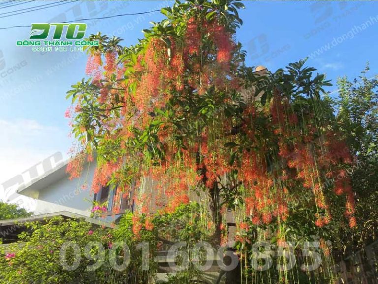 10+ Cây bóng mát ít rụng lá đang được ưa chuộng nhất