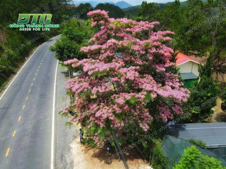 10+ Loại cây bóng mát đẹp giúp cảnh quan thêm sinh động