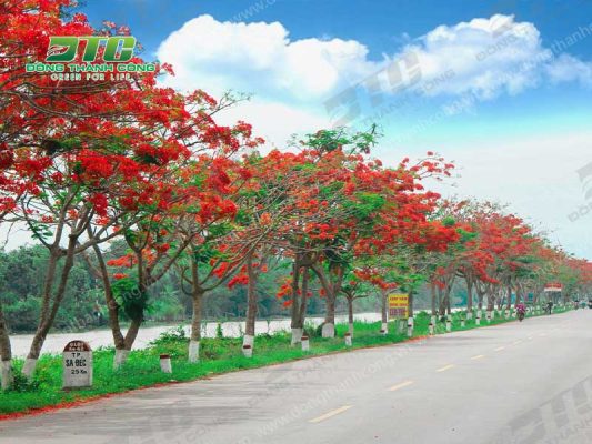 10+ Loại cây bóng mát đẹp giúp cảnh quan thêm sinh động