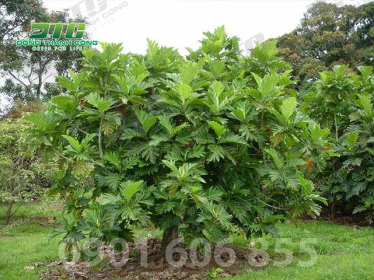 10+ Cây bóng mát ít rụng lá đang được ưa chuộng nhất