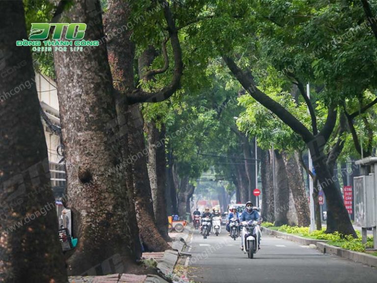 10+ Loại cây bóng mát đẹp giúp cảnh quan thêm sinh động