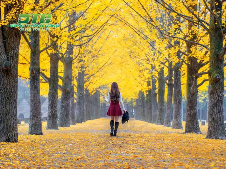10+ Loại cây bóng mát đẹp giúp cảnh quan thêm sinh động