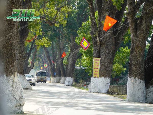 10+ Loại cây bóng mát đẹp giúp cảnh quan thêm sinh động