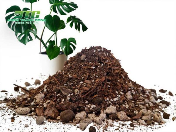 Tư vấn cách trộn đất trồng cây cảnh tại nhà hiệu quả nhất