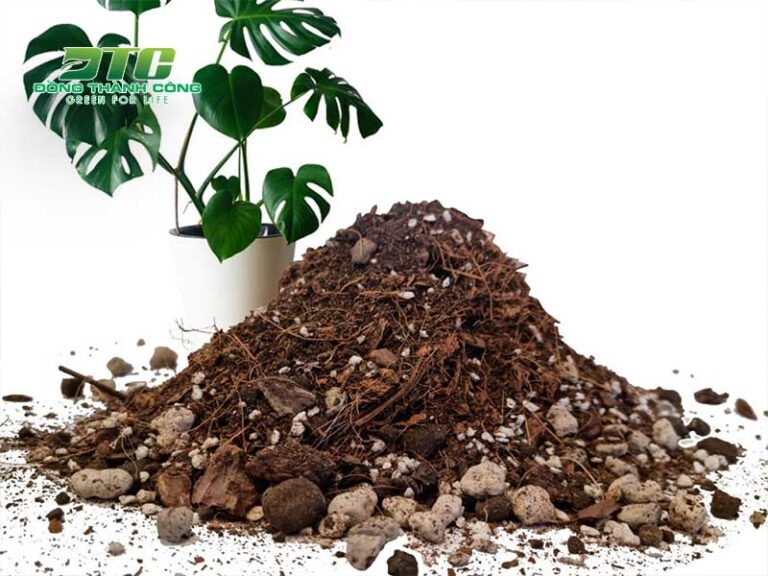 Tư vấn cách trộn đất trồng cây cảnh tại nhà hiệu quả nhất