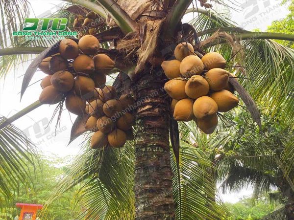 10+ Cây ăn quả cho bóng mát dễ trồng và dễ chăm sóc nhất