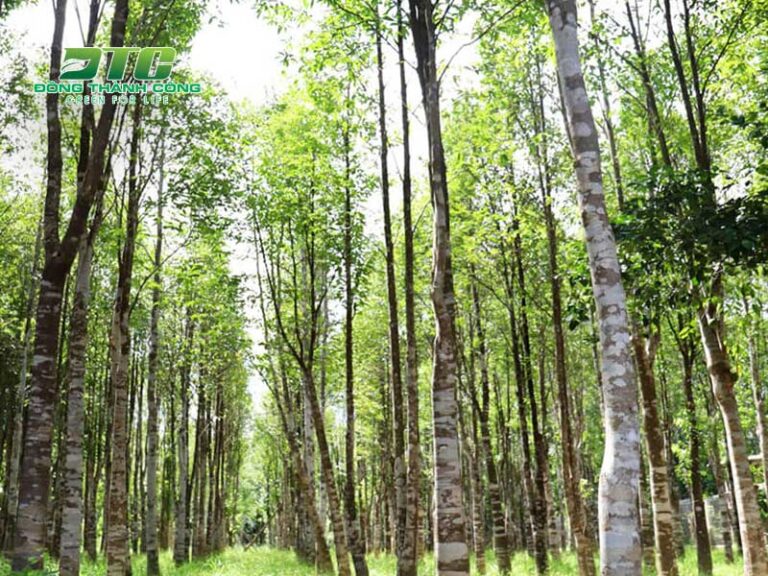10 Loại cây lấy gỗ lớn nhanh nhất đem về giá trị kinh tế cao