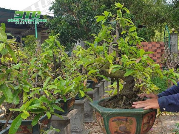 10+ Loại cây bonsai dáng trực đẹp đại diện cho người quân tử