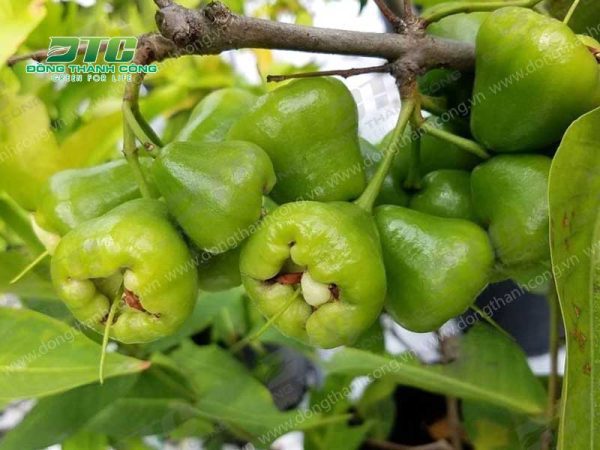 10+ Cây ăn quả cho bóng mát dễ trồng và dễ chăm sóc nhất