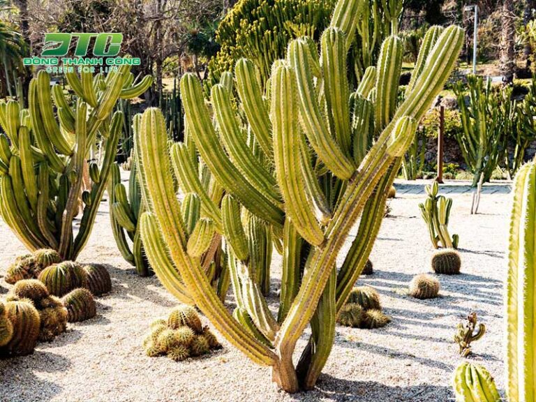 10 Loại cây chịu hạn tốt không cần chăm trồng trong sân vườn