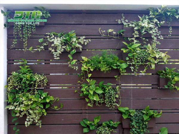Top 10 loại cây treo tường trong nhà độc đáo, ấn tượng nhất