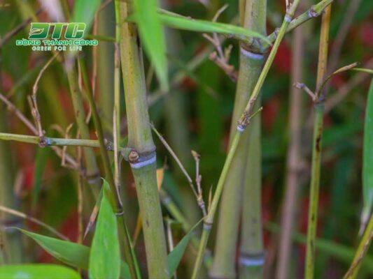 Top 6 loại cây trúc cảnh mang đến tài lộc cho ngôi nhà