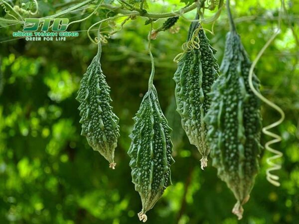 Hướng dẫn cách trồng khổ qua đơn giản và hiệu quả tại nhà