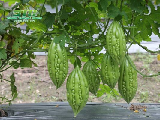 Hướng dẫn cách trồng khổ qua đơn giản và hiệu quả tại nhà