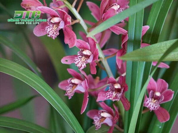 Cách trồng lan kiếm: Hướng dẫn chi tiết dành cho người mới