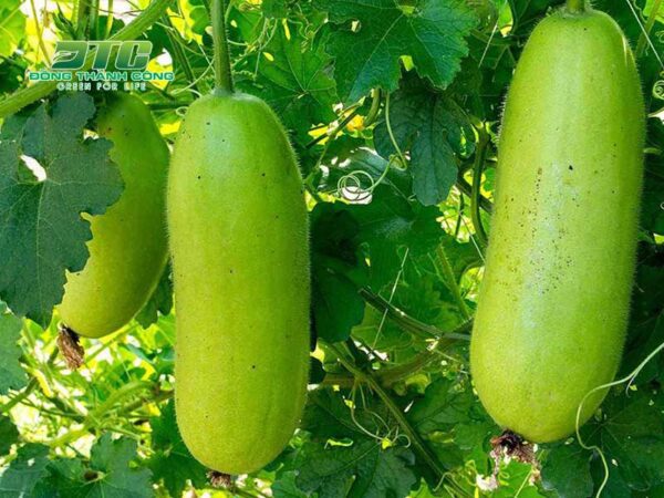 Mùa mưa trồng cây gì? Top 9+ cây trồng mùa mưa thích hợp