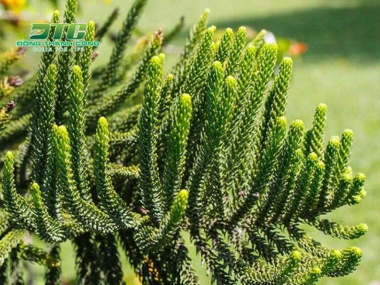 10+ Các loại cây lá kim đẹp được săn đón nhất hiện nay