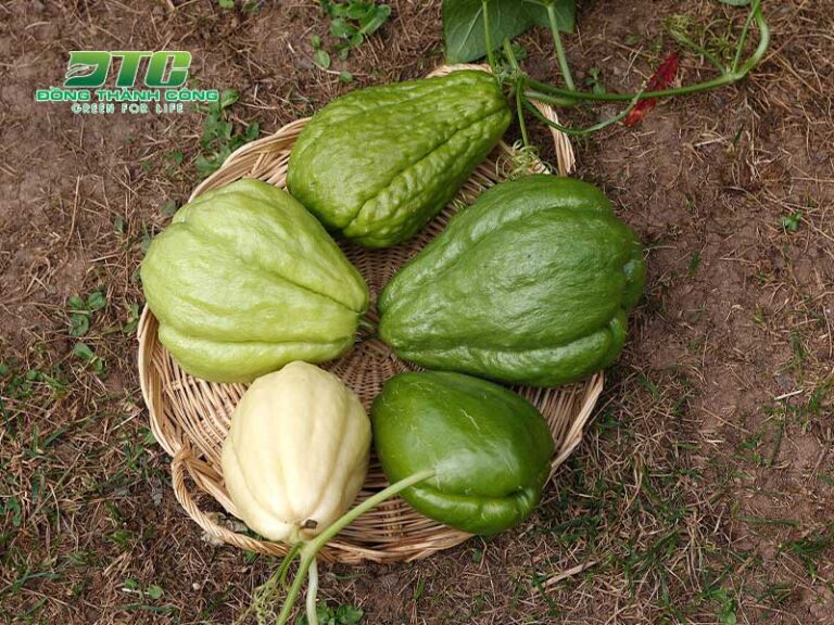 Chia sẻ về cách trồng su su tại nhà đúng chuẩn kỹ thuật