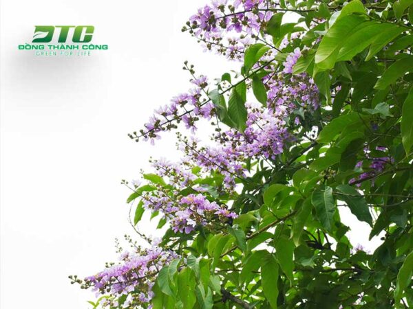 10 Loại cây bóng mát hoa đẹp được săn đón nhất hiện nay