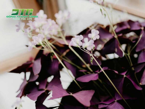 10+ Loại cây lá tím đẹp được gia chủ yêu thích nhất