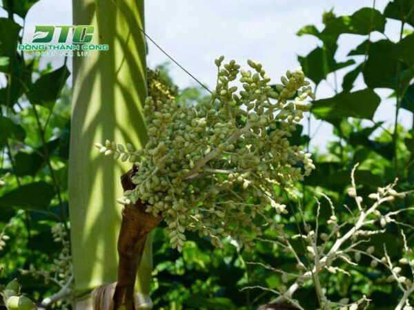 10 Loại cây chịu hạn tốt không cần chăm trồng trong sân vườn