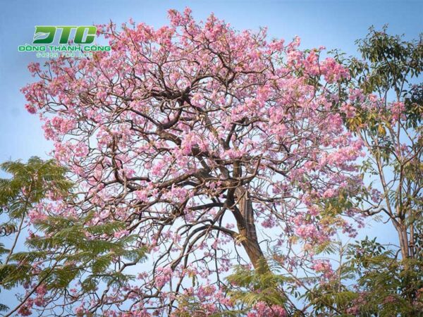 10 Loại cây bóng mát hoa đẹp được săn đón nhất hiện nay