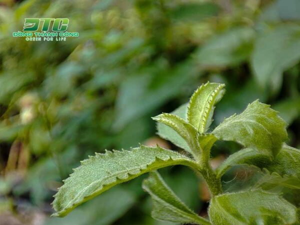 10 Loại cây chịu hạn tốt không cần chăm trồng trong sân vườn