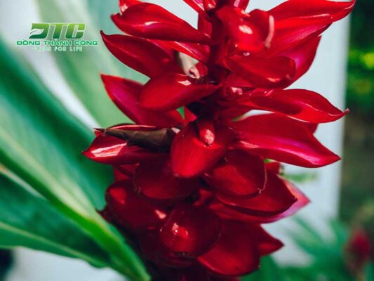 10 Loại cây bóng mát hoa đẹp được săn đón nhất hiện nay