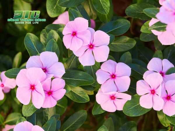 10 Loại cây chịu hạn tốt không cần chăm trồng trong sân vườn