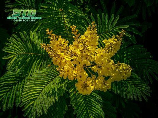 10 Loại cây bóng mát hoa đẹp được săn đón nhất hiện nay