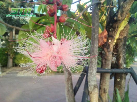 10 Loại cây bóng mát hoa đẹp được săn đón nhất hiện nay