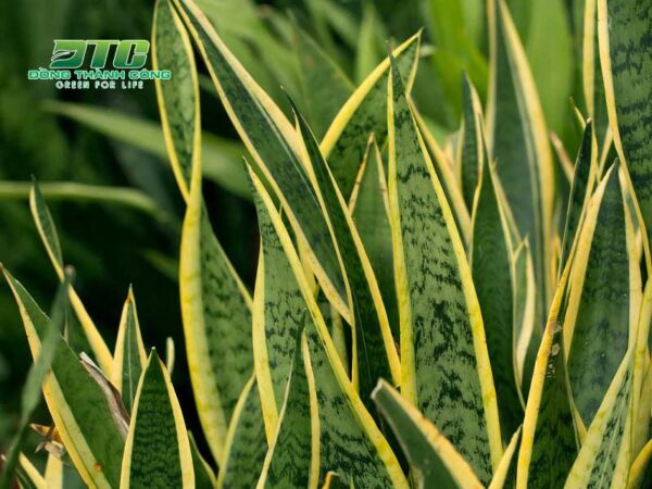 10 Loại cây chịu hạn tốt không cần chăm trồng trong sân vườn