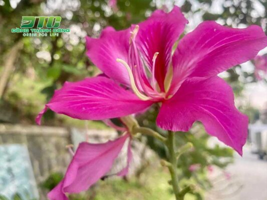 10 Loại cây bóng mát hoa đẹp được săn đón nhất hiện nay