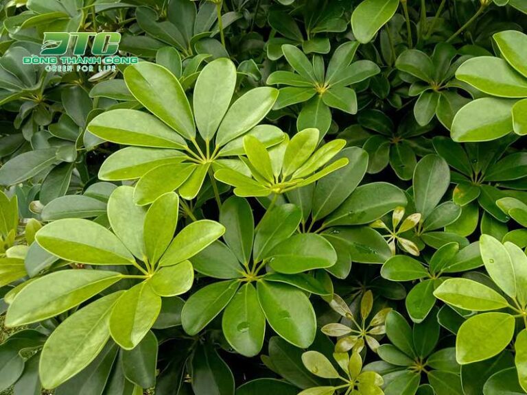 10 Loại cây chịu hạn tốt không cần chăm trồng trong sân vườn