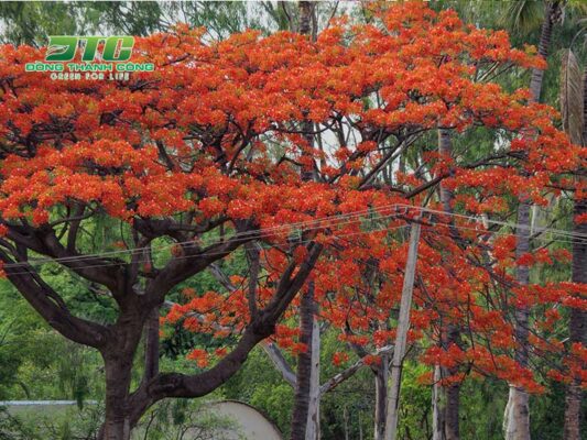 10 Loại cây bóng mát hoa đẹp được săn đón nhất hiện nay
